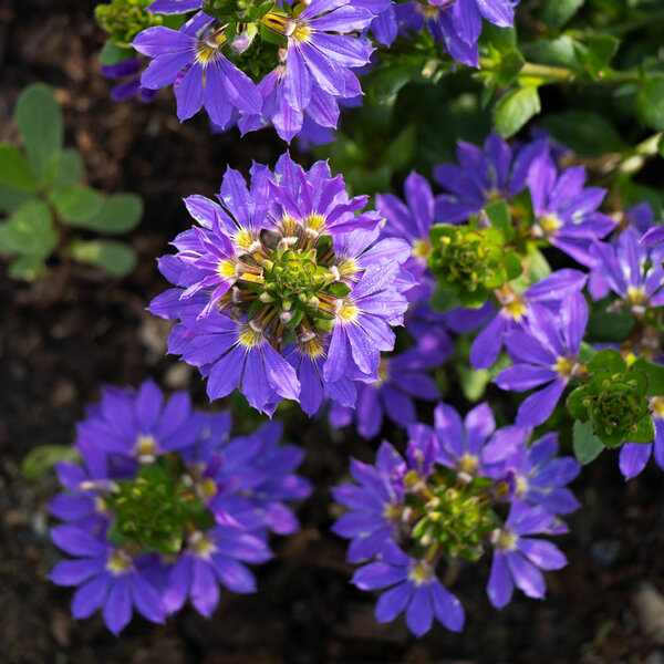 Scaevola 'Blue Brilliance' | White Flower Farm
