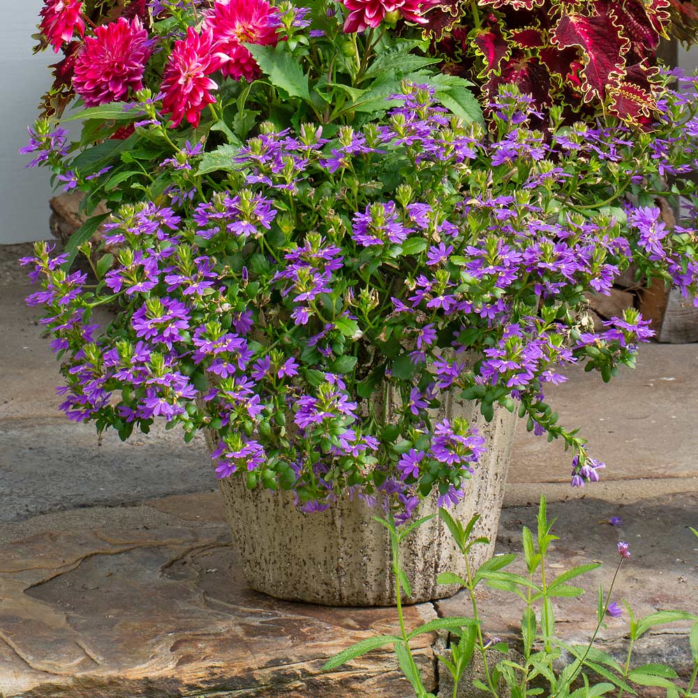 Scaevola 'Blue Brilliance' | White Flower Farm