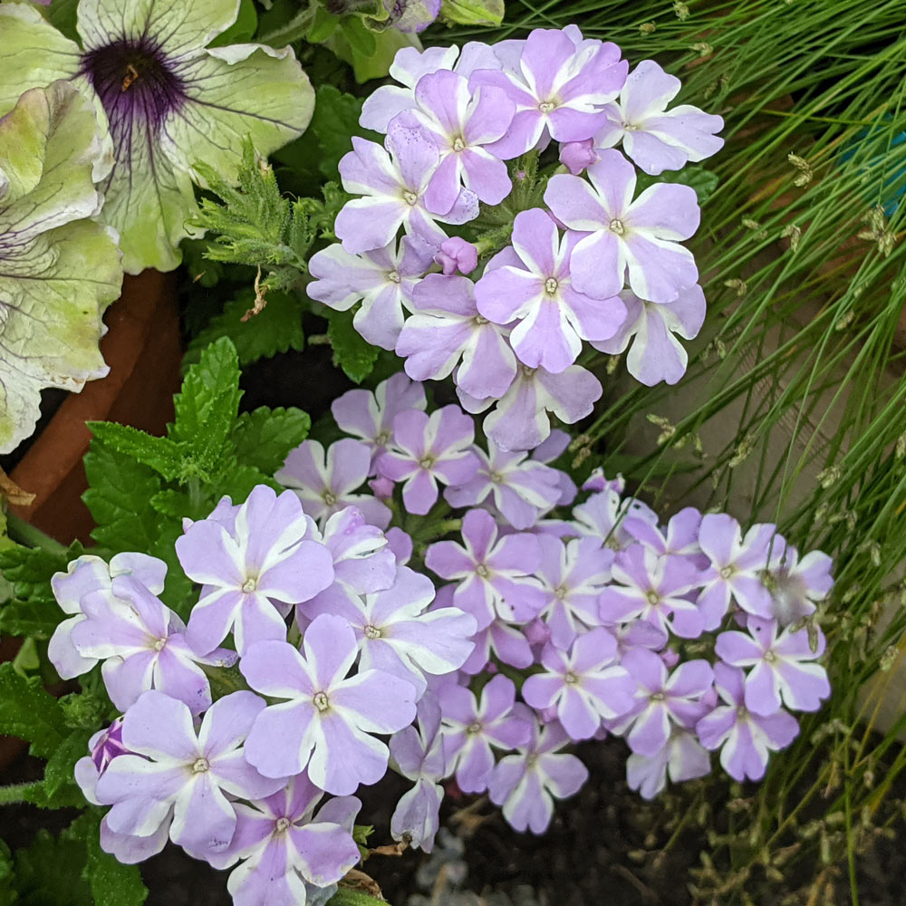Verbena Voodoo™ Lavender Star | White Flower Farm