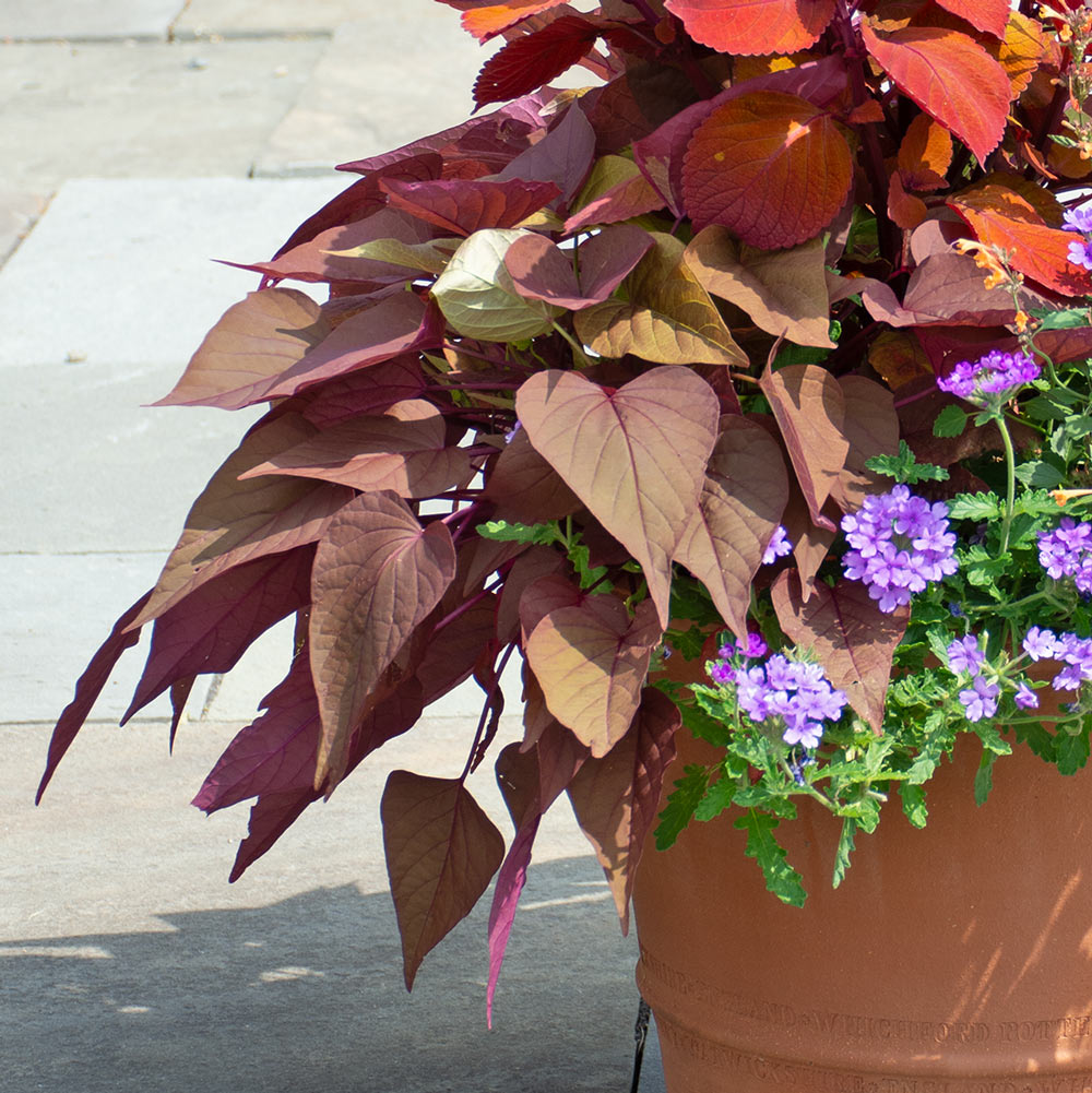 Ipomoea Bright Ideas Lime | White Flower Farm