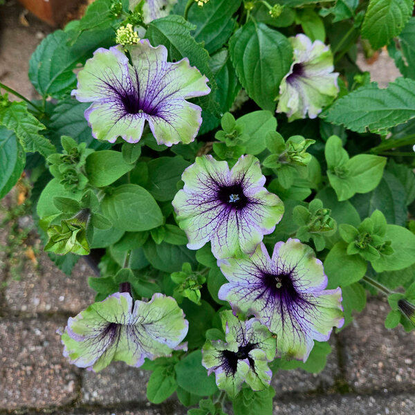 Petunia Amazonas™ Plum Cockatoo | White Flower Farm
