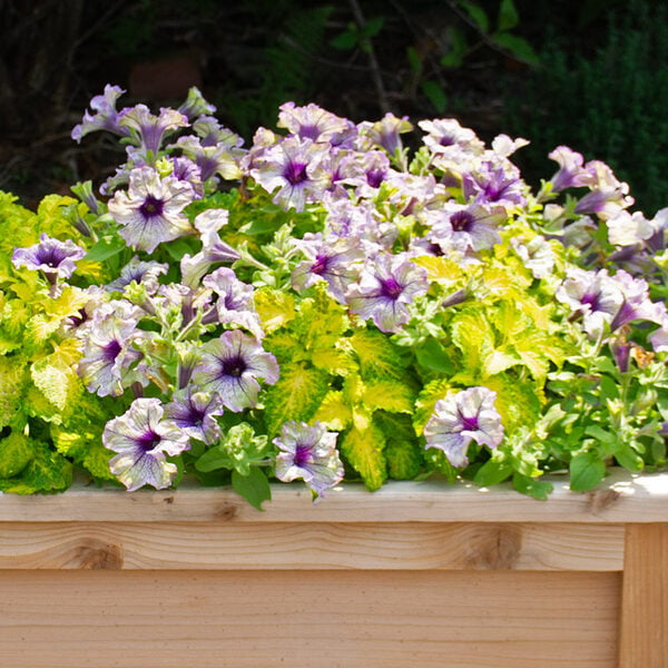 Petunia Amazonas™ Plum Cockatoo | White Flower Farm