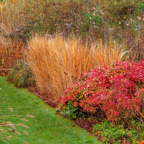 Panicum virgatum 'Northwind' | White Flower Farm