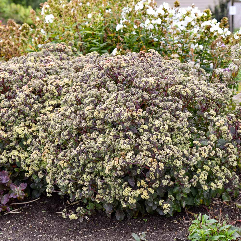 Sedum 'Night Light' | White Flower Farm