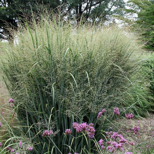 Panicum virgatum 'Northwind' | White Flower Farm
