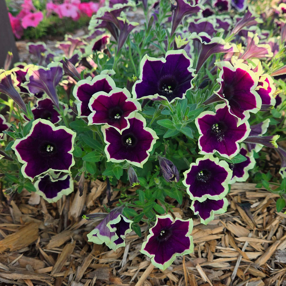 Petunia Cascadias™ Rim Magenta | White Flower Farm