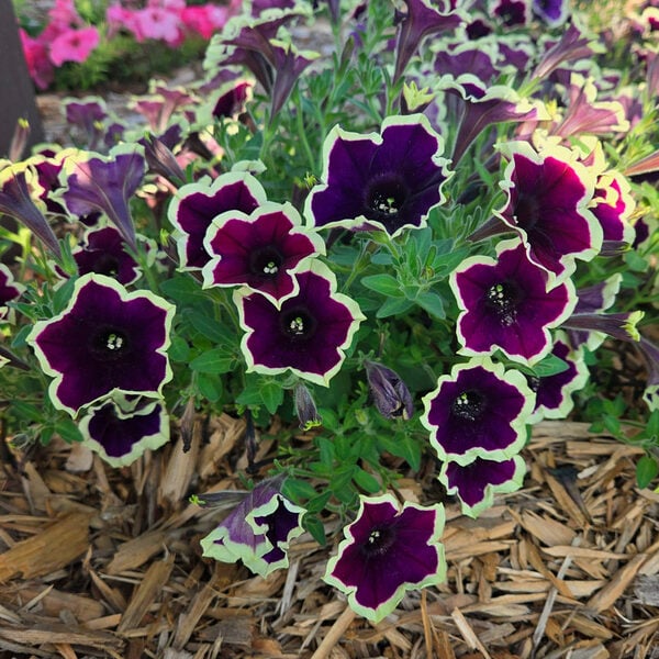 Petunia Cascadias™ Rim Magenta | White Flower Farm