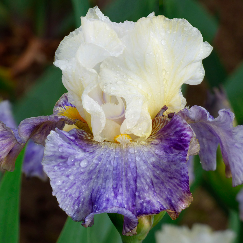 bearded iris rhizomes