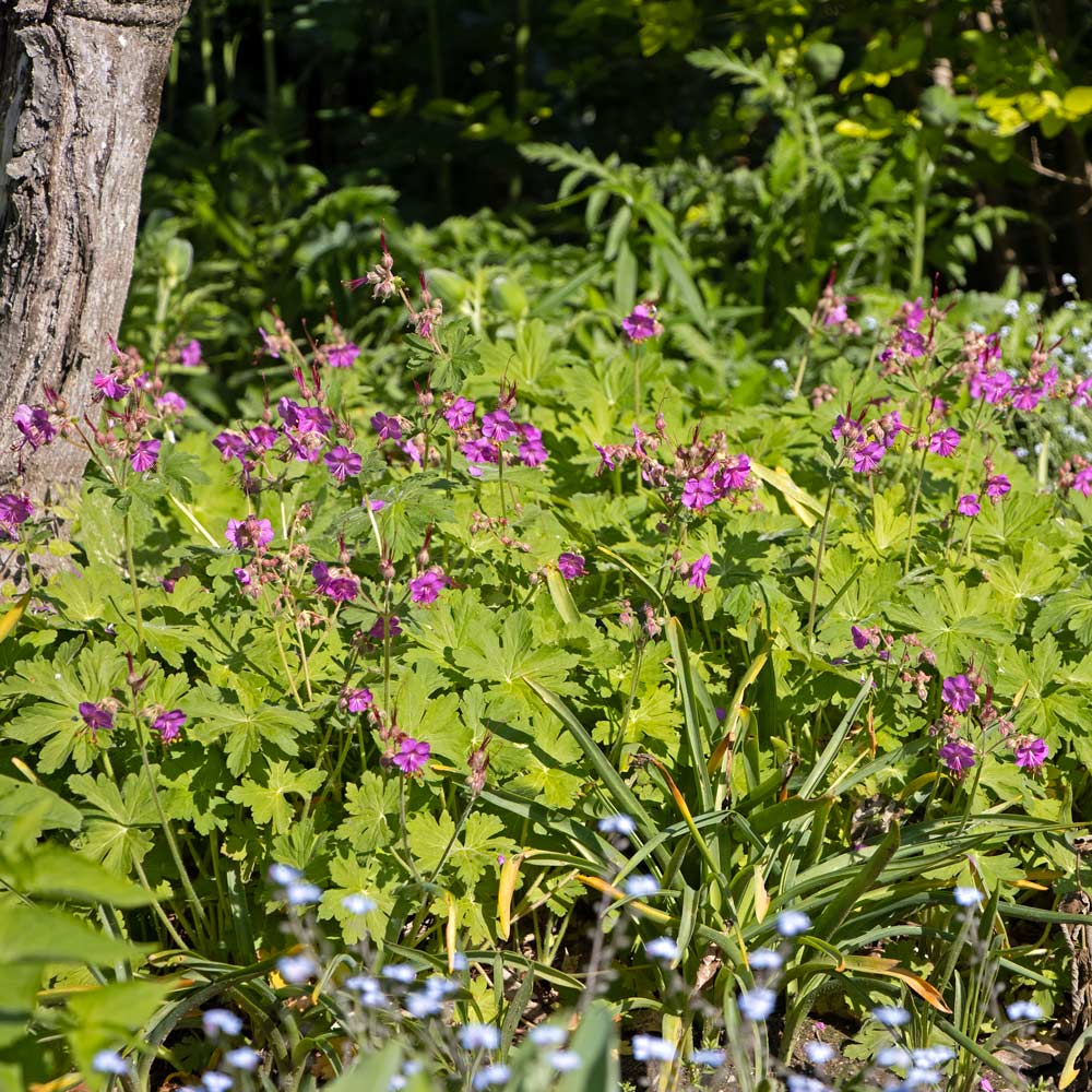 Geranium macrorrhizum 'Bevan's Variety' | White Flower Farm