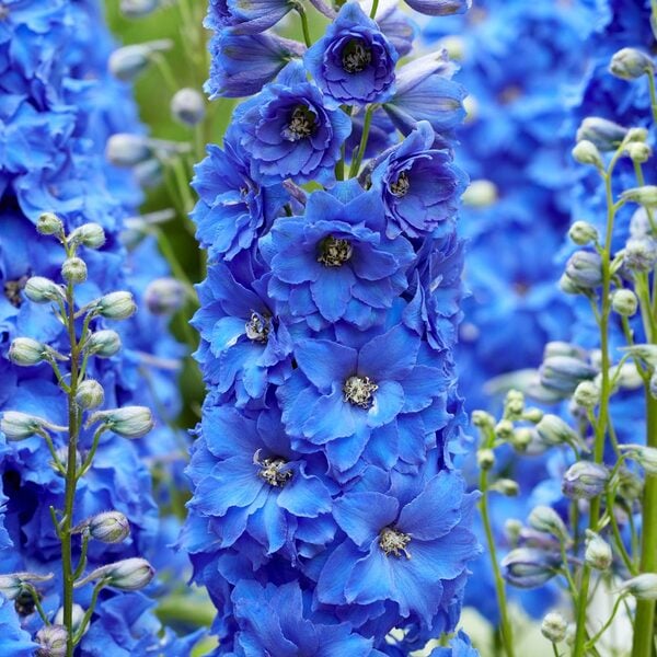 Delphinium elatum 'Paramo Azul' | White Flower Farm