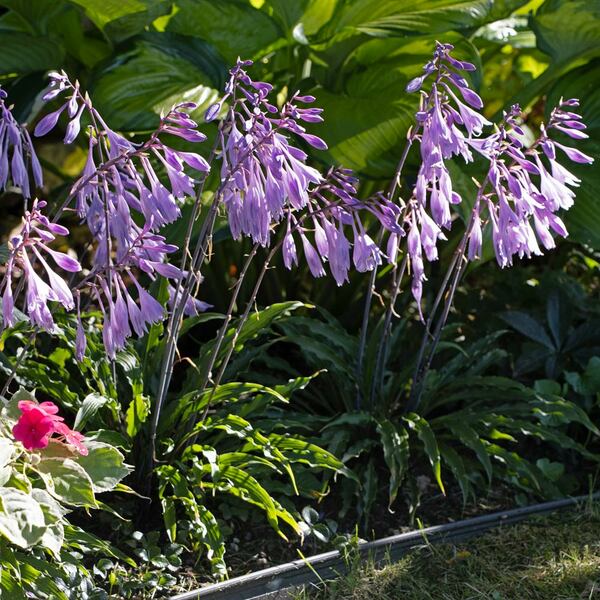 Hosta 'Silly String' | White Flower Farm