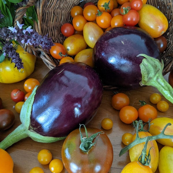 Eggplant 'Aswad' | White Flower Farm