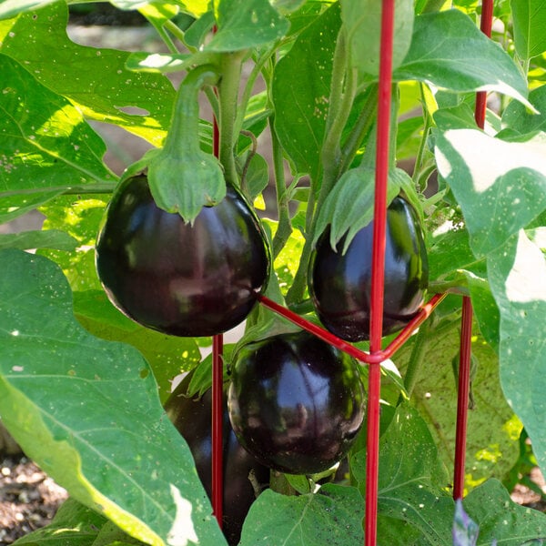 Eggplant 'Aswad' | White Flower Farm