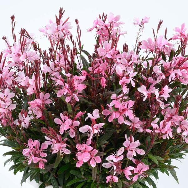 Gaura lindheimeri Steffi™ Blush Pink Improved | White Flower Farm