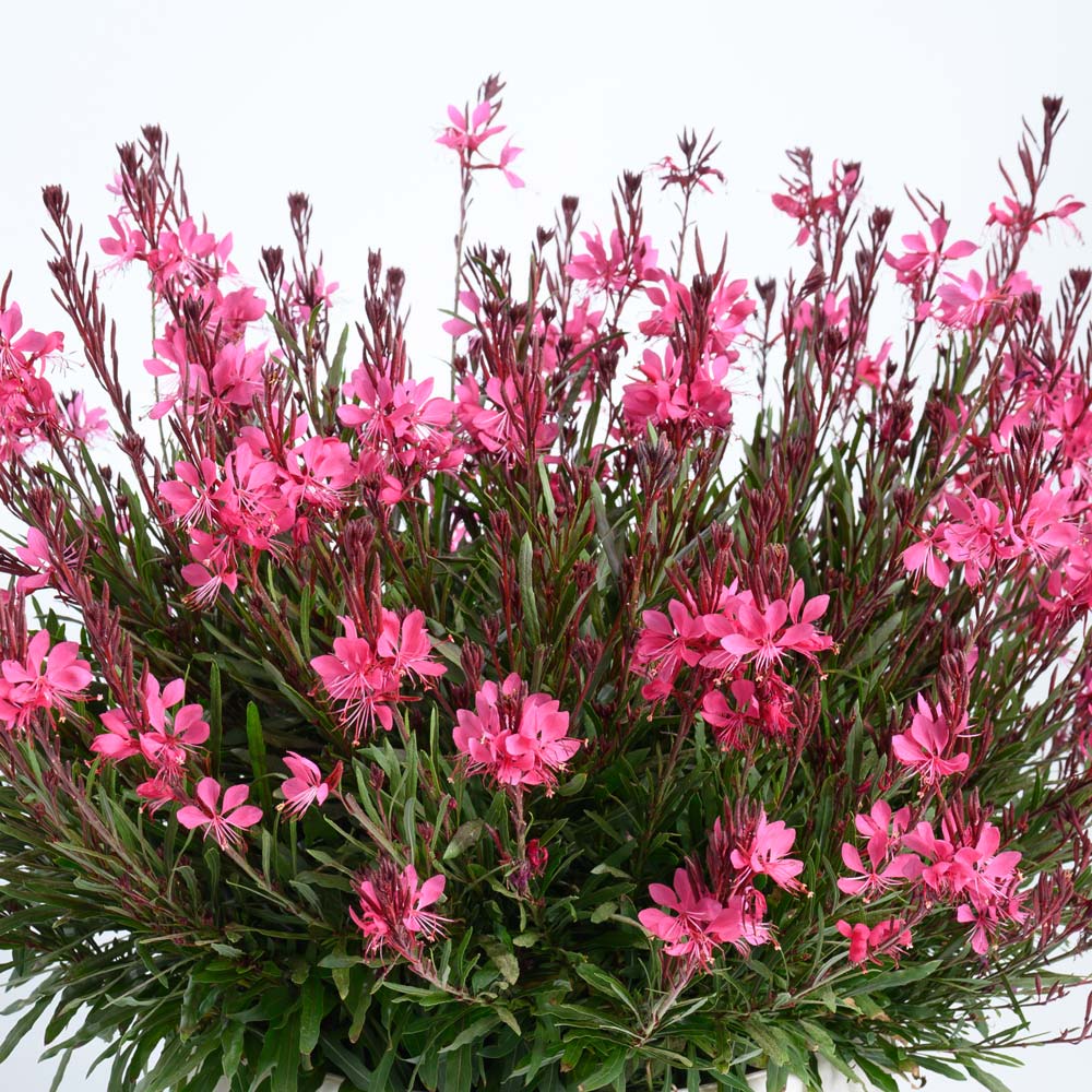 Gaura lindheimeri Steffi™ Dark Rose Improved | White Flower Farm