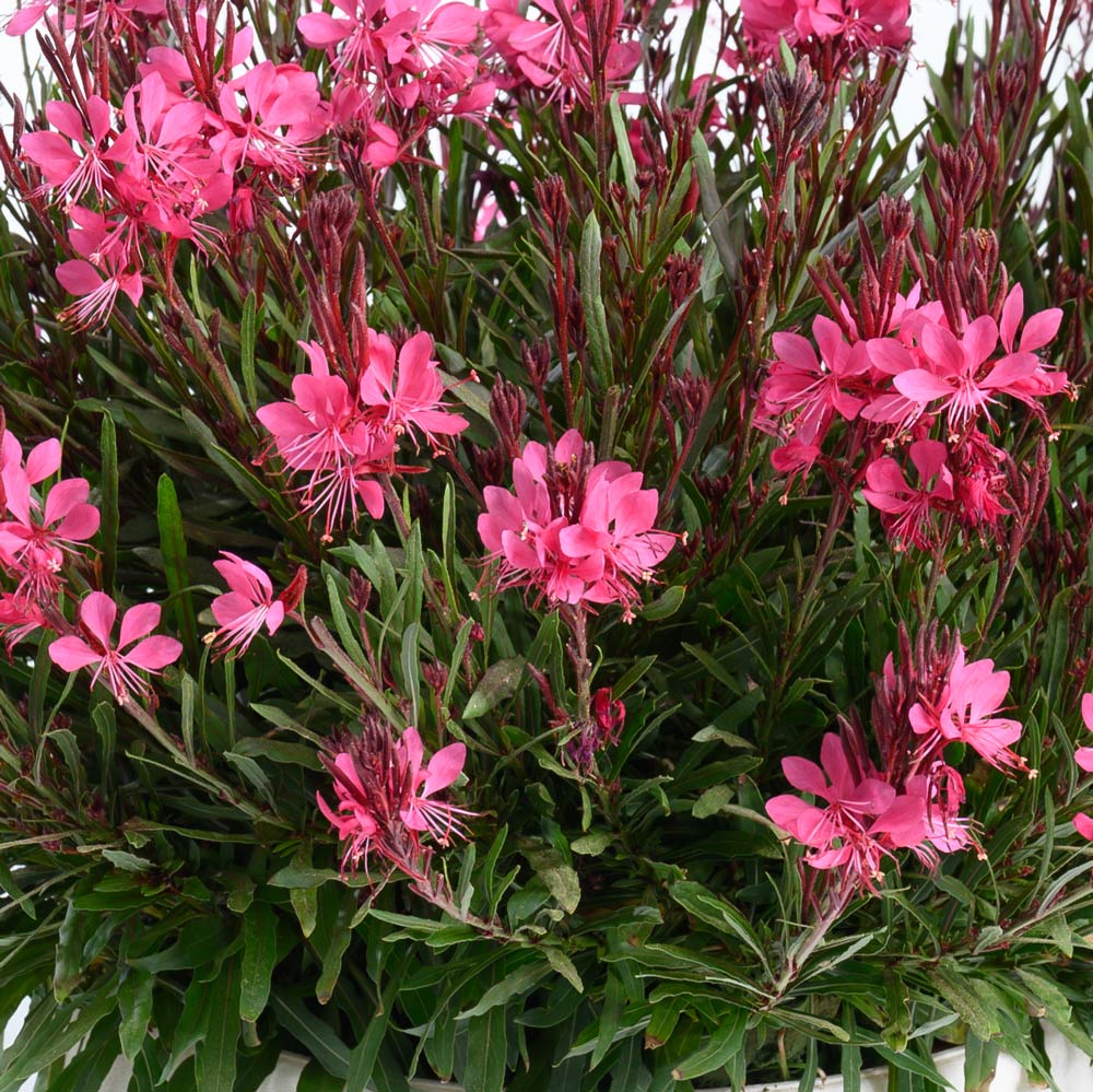 Gaura lindheimeri Steffi™ Dark Rose Improved | White Flower Farm