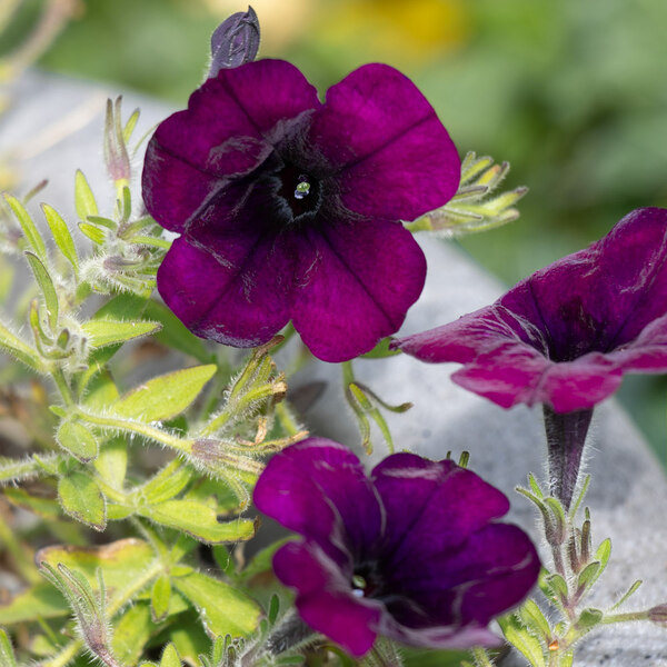 Petunia Capella™ Mulberry | White Flower Farm