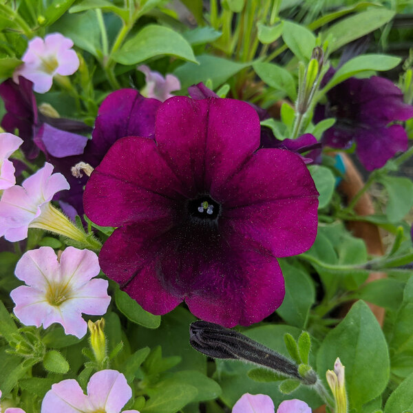 Petunia Capella™ Mulberry | White Flower Farm