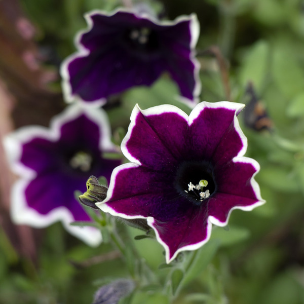 Petunia Cascadias™ Rim Magenta | White Flower Farm
