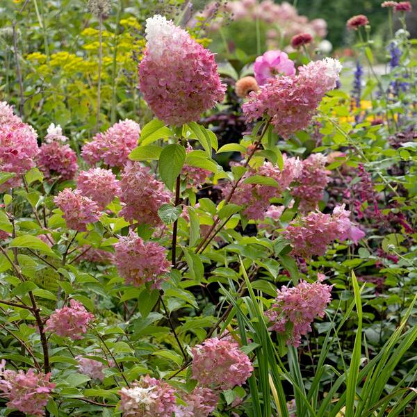 Hydrangea paniculata Magical® Ruby Snow | White Flower Farm