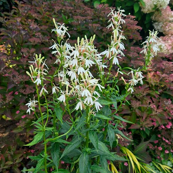 Lobelia cardinalis f. albiflora 'White Cardinal' | White Flower Farm