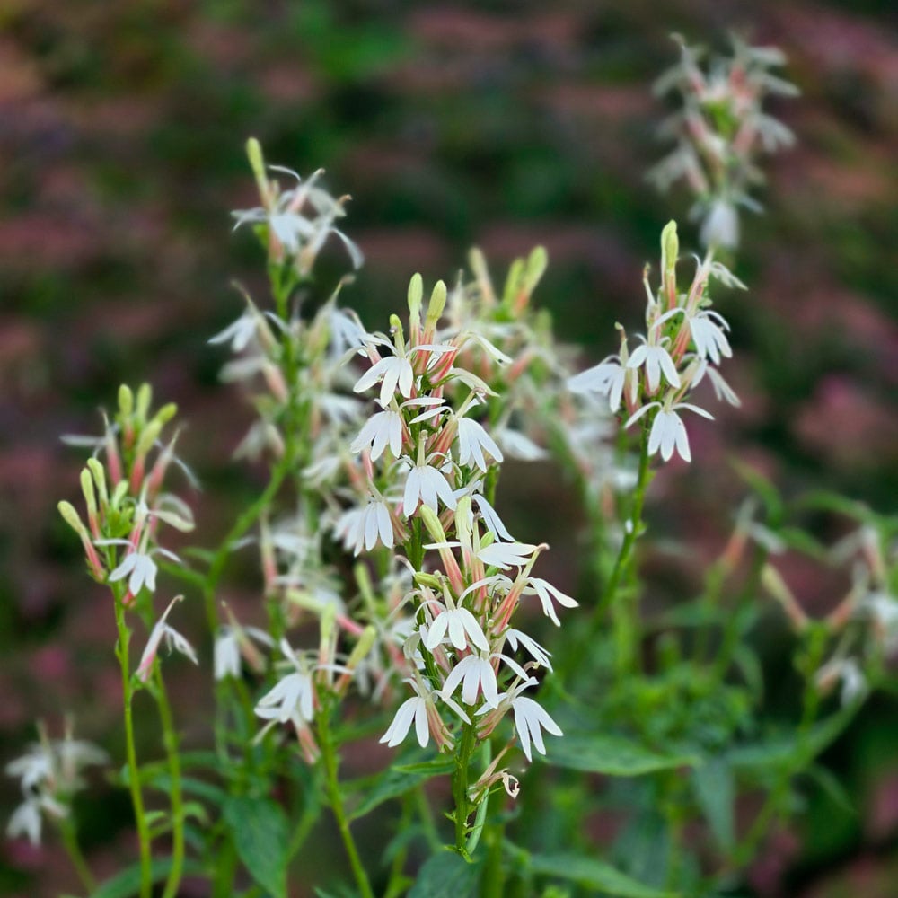 Lobelia cardinalis f. albiflora 'White Cardinal' | White Flower Farm