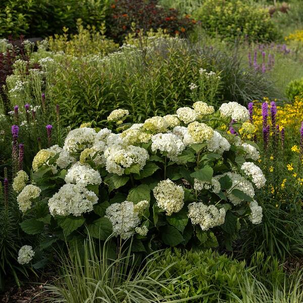 Hydrangea arborescens FlowerFull™ | White Flower Farm