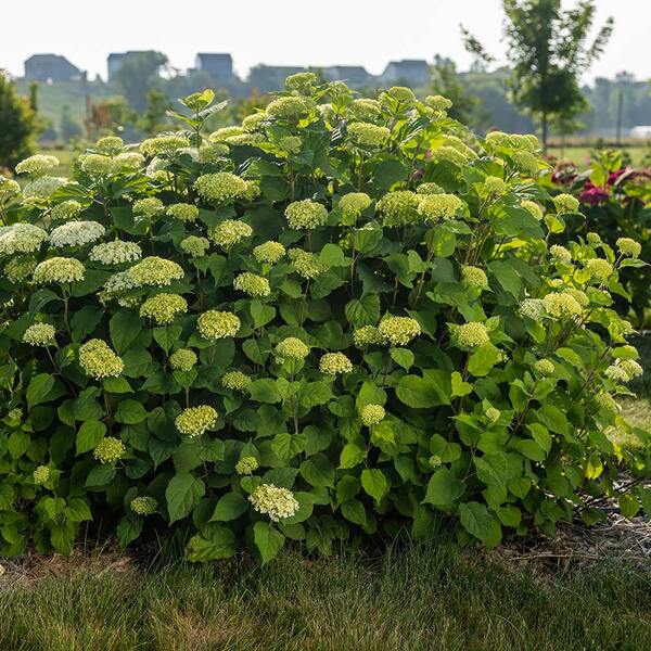 Hydrangea arborescens FlowerFull™ | White Flower Farm