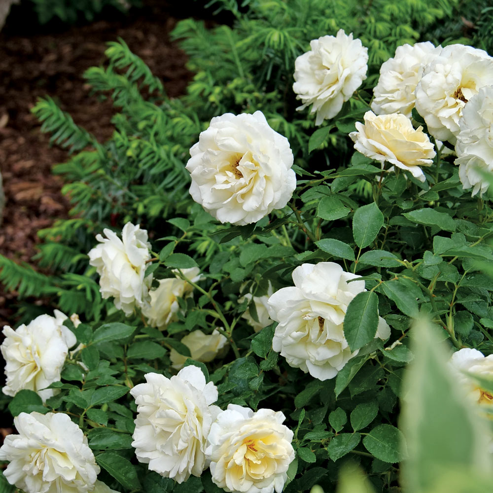 Rose Reminiscent® Crema | White Flower Farm