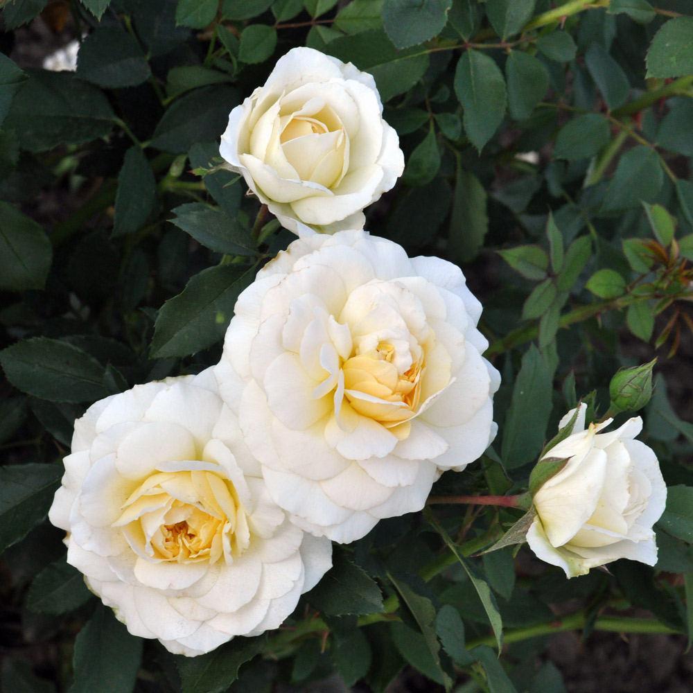 Rose Reminiscent® Crema | White Flower Farm