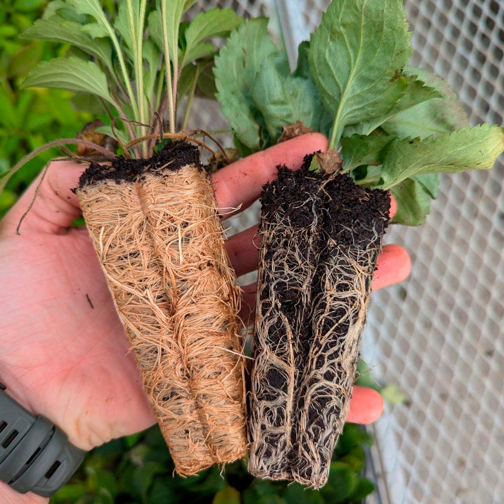 Solidago flexicaulis, tray of 50 plugs | White Flower Farm