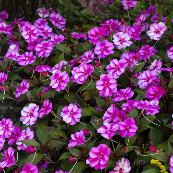 Impatiens SunPatiens® Compact Purple Candy | White Flower Farm