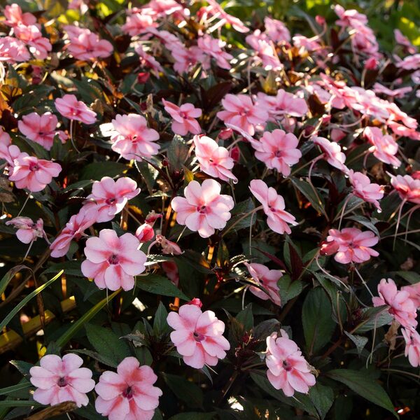 Impatiens SunPatiens® Vigorous Peach Candy | White Flower Farm