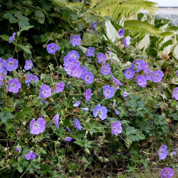 Geranium 'Azure Rush' | White Flower Farm