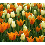 Citrus Twist Tulip Collection | White Flower Farm