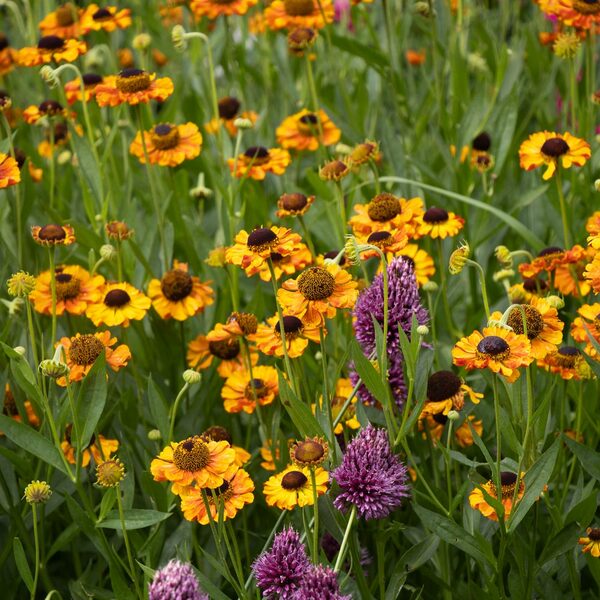 Helenium 'Sahin's Early Flowerer' | White Flower Farm