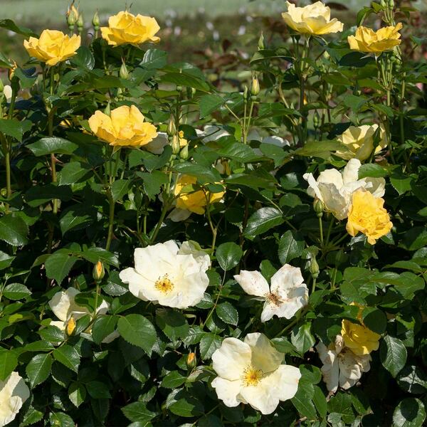 Rose Easy Bee-zy™ Knock Out® | White Flower Farm
