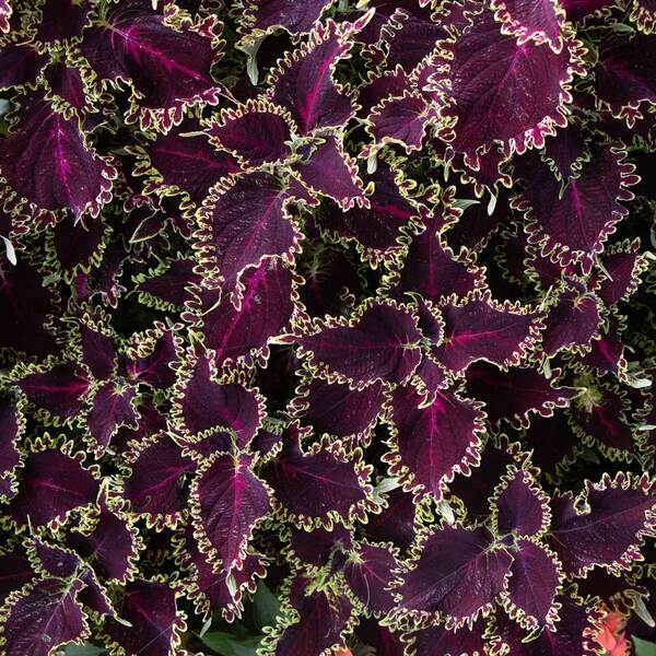 Coleus Volcanica™ Solar Flare | White Flower Farm