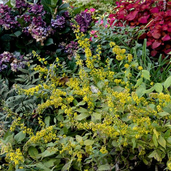 Solidago flexicaulis, tray of 50 plugs | White Flower Farm