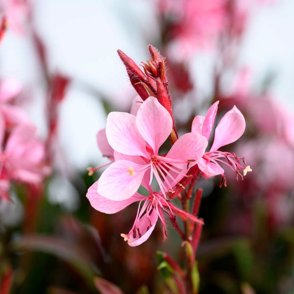 Gaura lindheimeri Steffi™ Blush Pink Improved | White Flower Farm