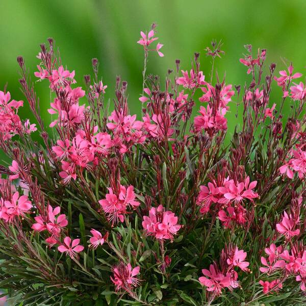 Gaura lindheimeri Steffi™ Dark Rose Improved | White Flower Farm