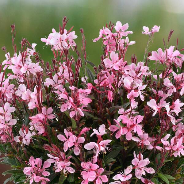 Gaura lindheimeri Steffi™ Blush Pink Improved | White Flower Farm