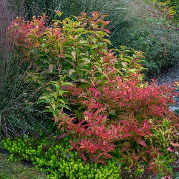 Diervilla Kodiak® Orange - 1 quart pot | White Flower Farm