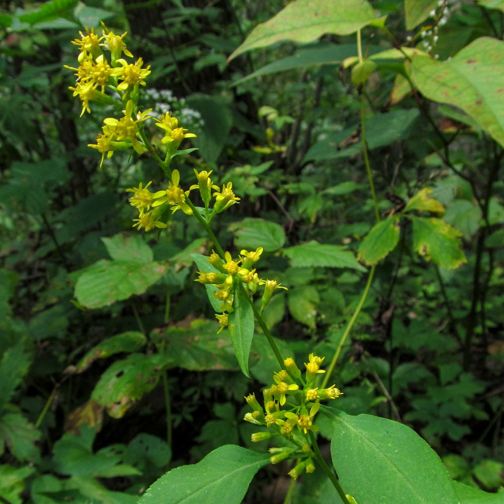 Solidago flexicaulis, tray of 50 plugs | White Flower Farm