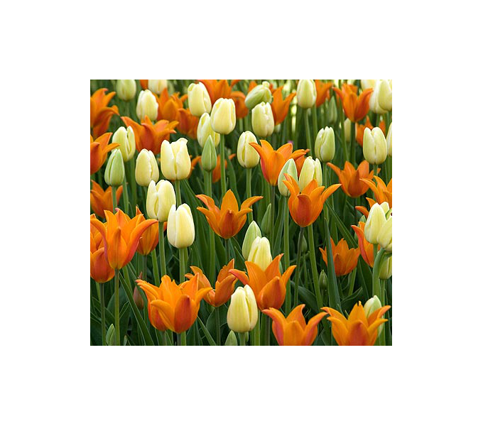 Citrus Twist Tulip Collection | White Flower Farm