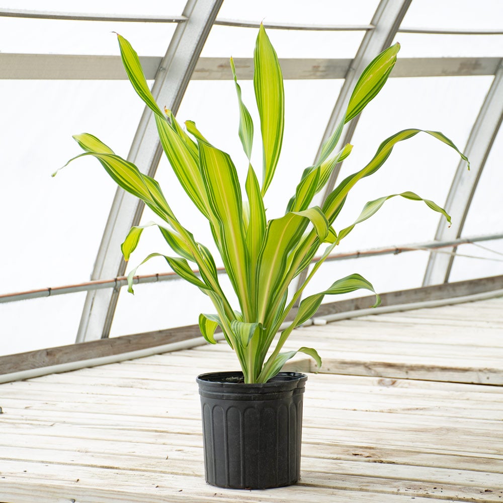 Dracaena 'Marley' | White Flower Farm