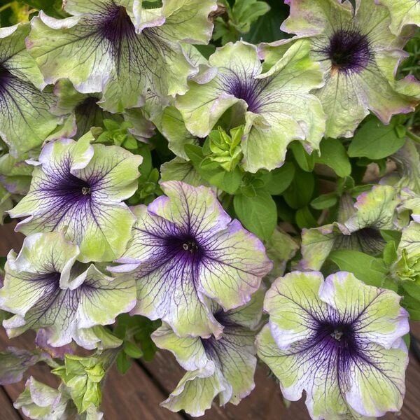 Petunia Amazonas™ Plum Cockatoo | White Flower Farm