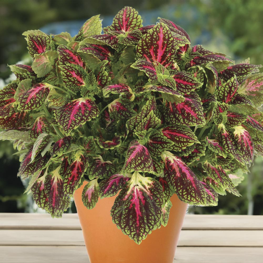 Coleus Main Street 'La Rambla' | White Flower Farm