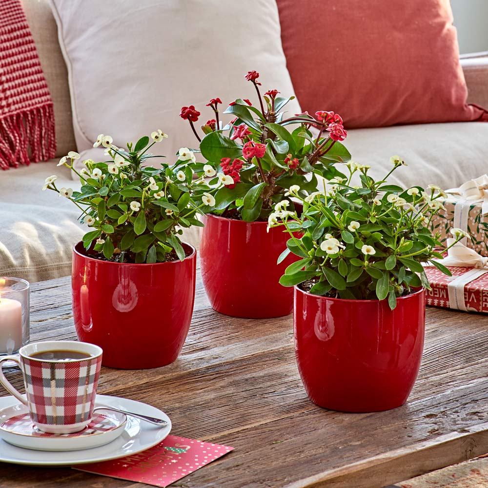 Cherry Red Ceramic Cachepot | White Flower Farm