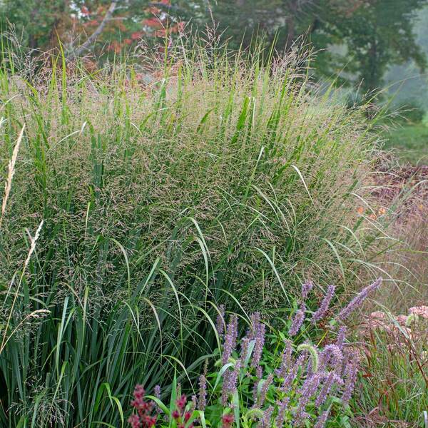 Panicum virgatum 'Northwind' | White Flower Farm